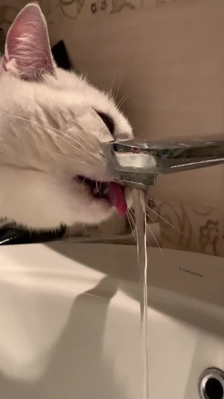 Jessica the cat drinks water