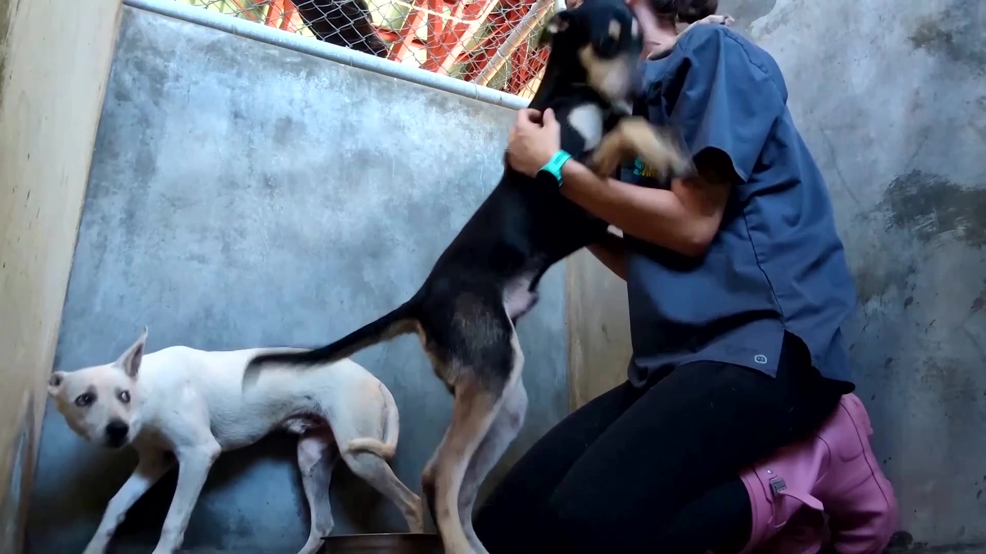 One nurse's quest to save the dogs and cats of Saipan