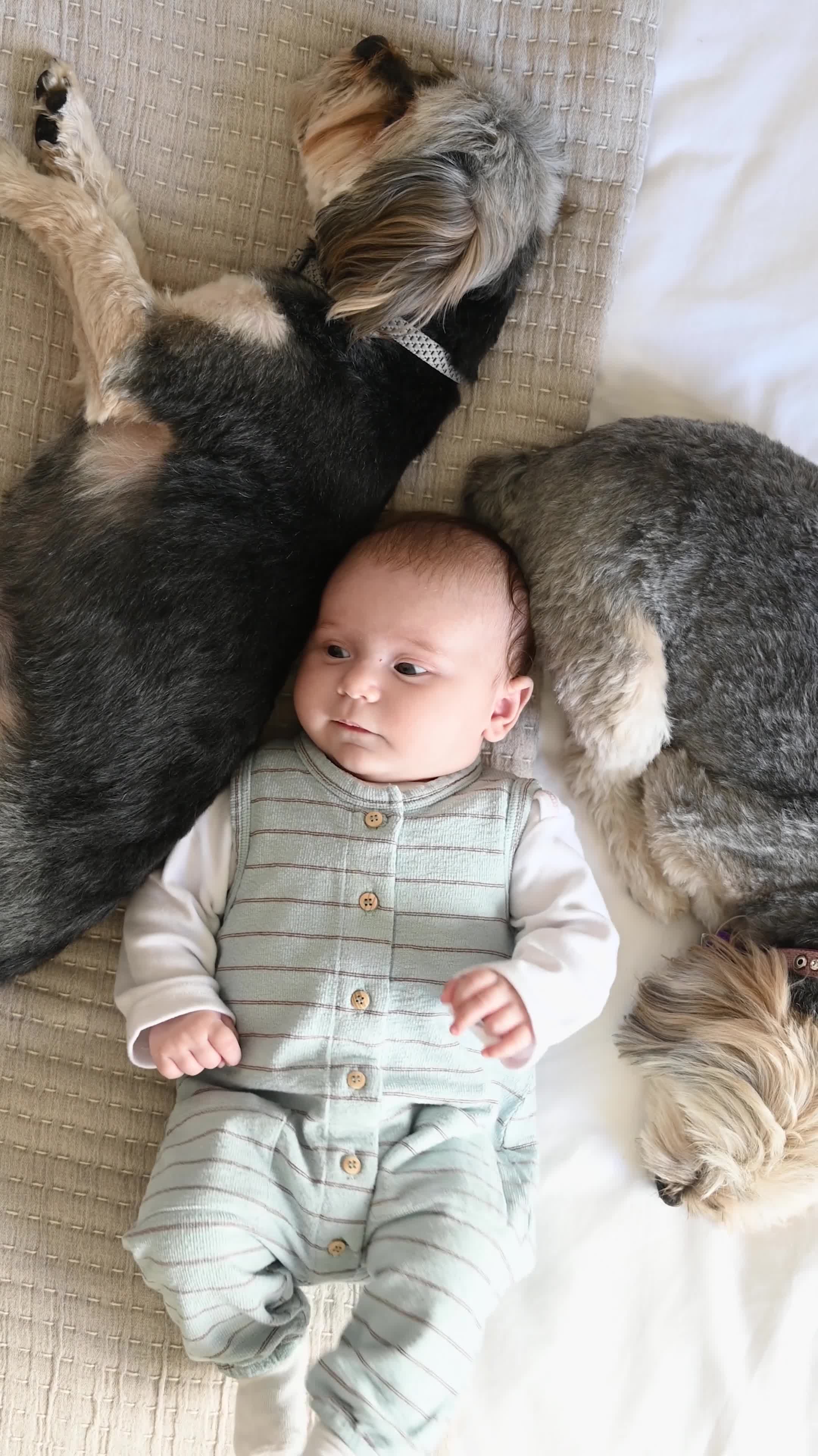 LOOK AT CUTE DOGS AND BABY