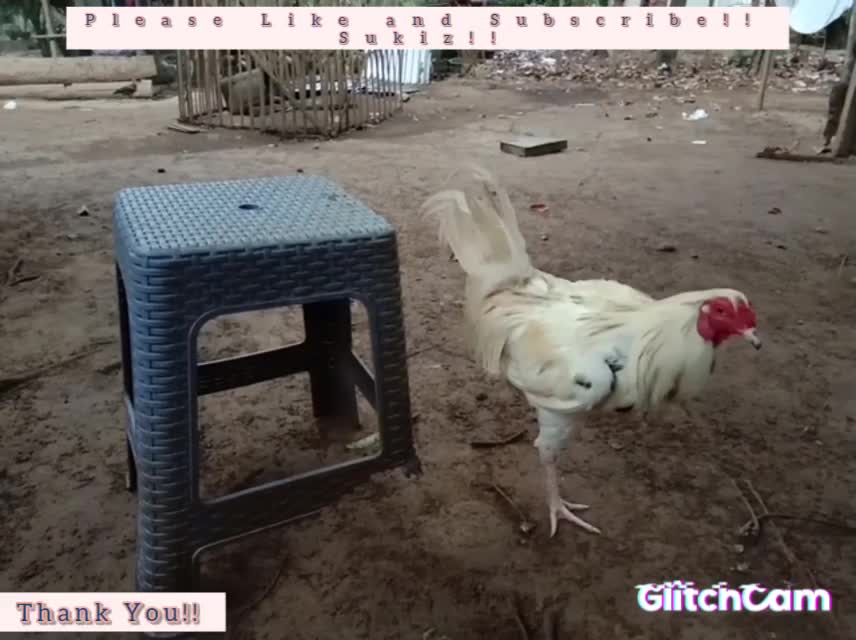 Chicken Fail