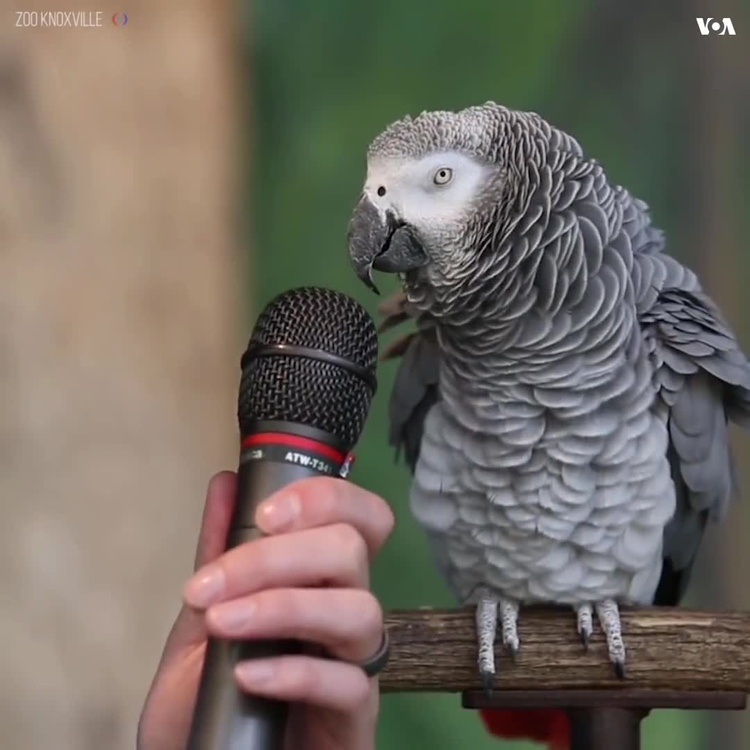 Talking Parrot