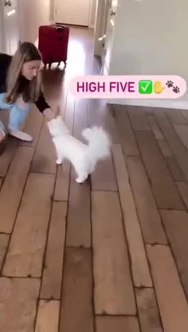 Cute cat training