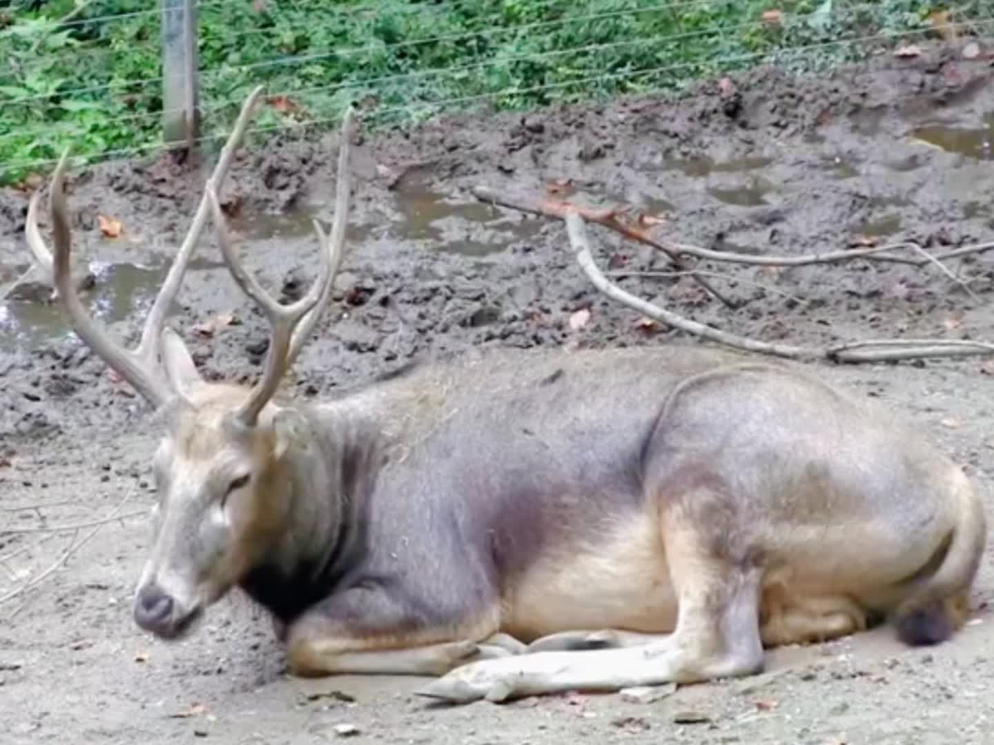 What kind of deer is this? Its horns look so beautiful. I love them