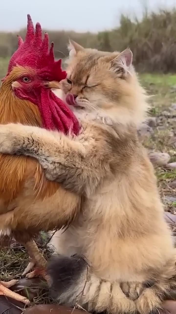 Cat protects rooster, outdoor adventure
