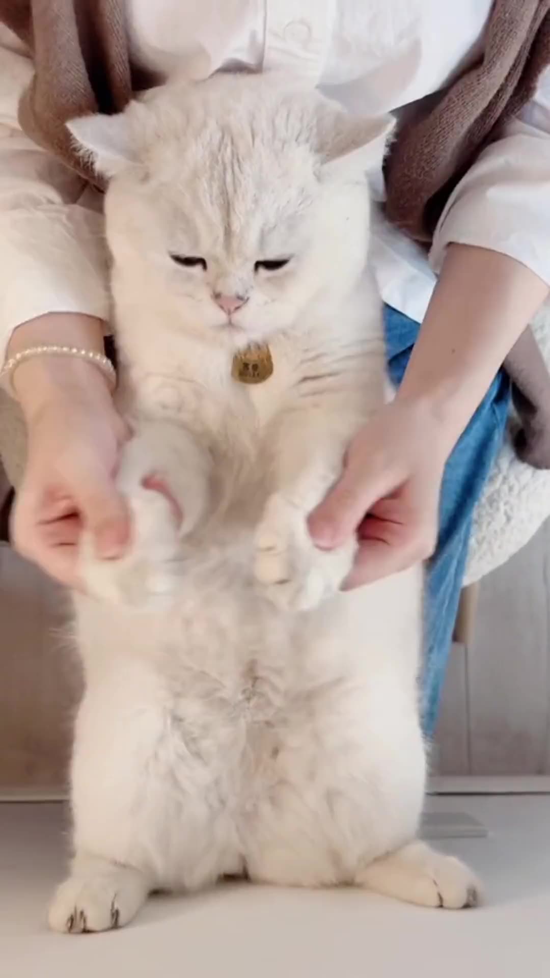 Funny cat Video | Cute Cats