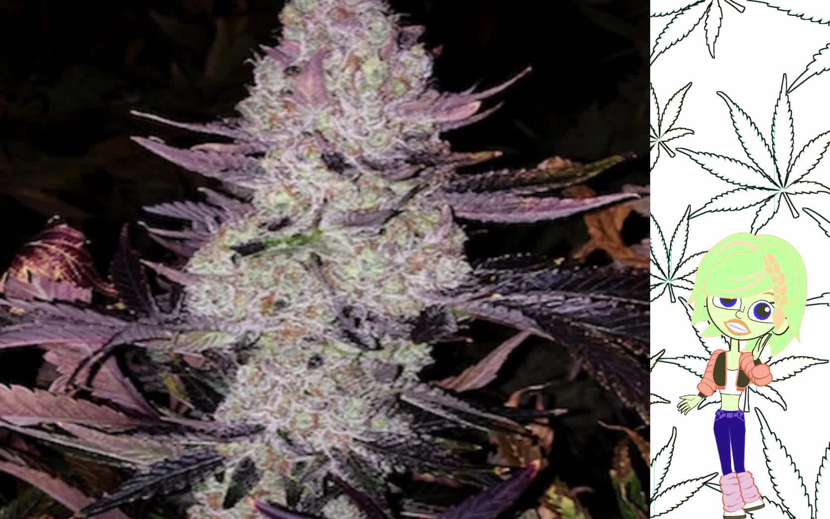 Grape Diamonds - Ethos Genetics