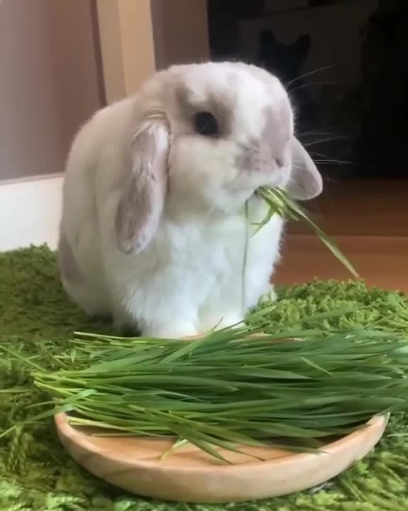 How cute is this bunny?