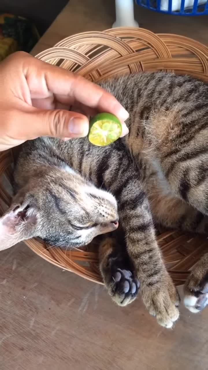 prank- cat x kitten sleeping lemon🍋 sour fruit prank