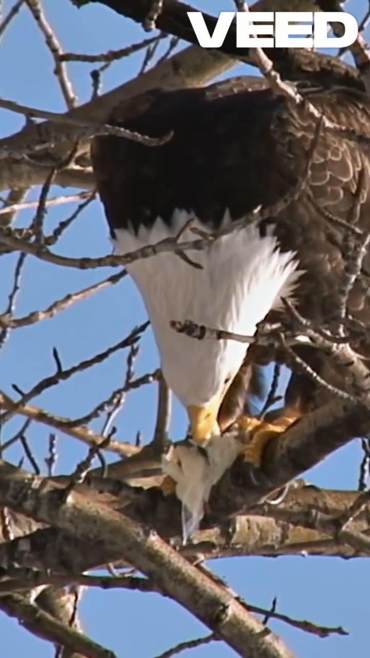 "3 Mythical Creatures That Might Be Real! | Unbelievable Discoveries"