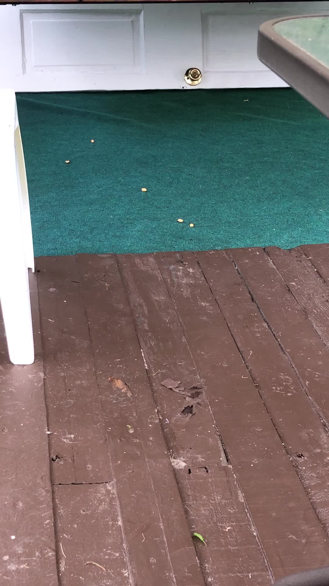 Chippy likes peanuts